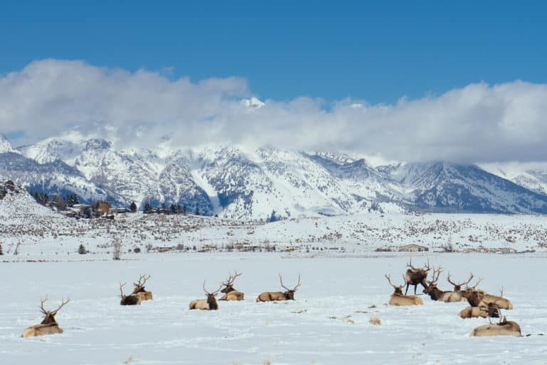 The Ultimate Jackson Hole Travel Guide - Ruth Nuss