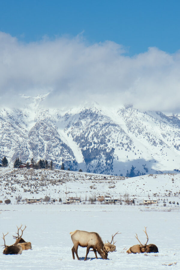 The Ultimate Jackson Hole Travel Guide - Ruth Nuss